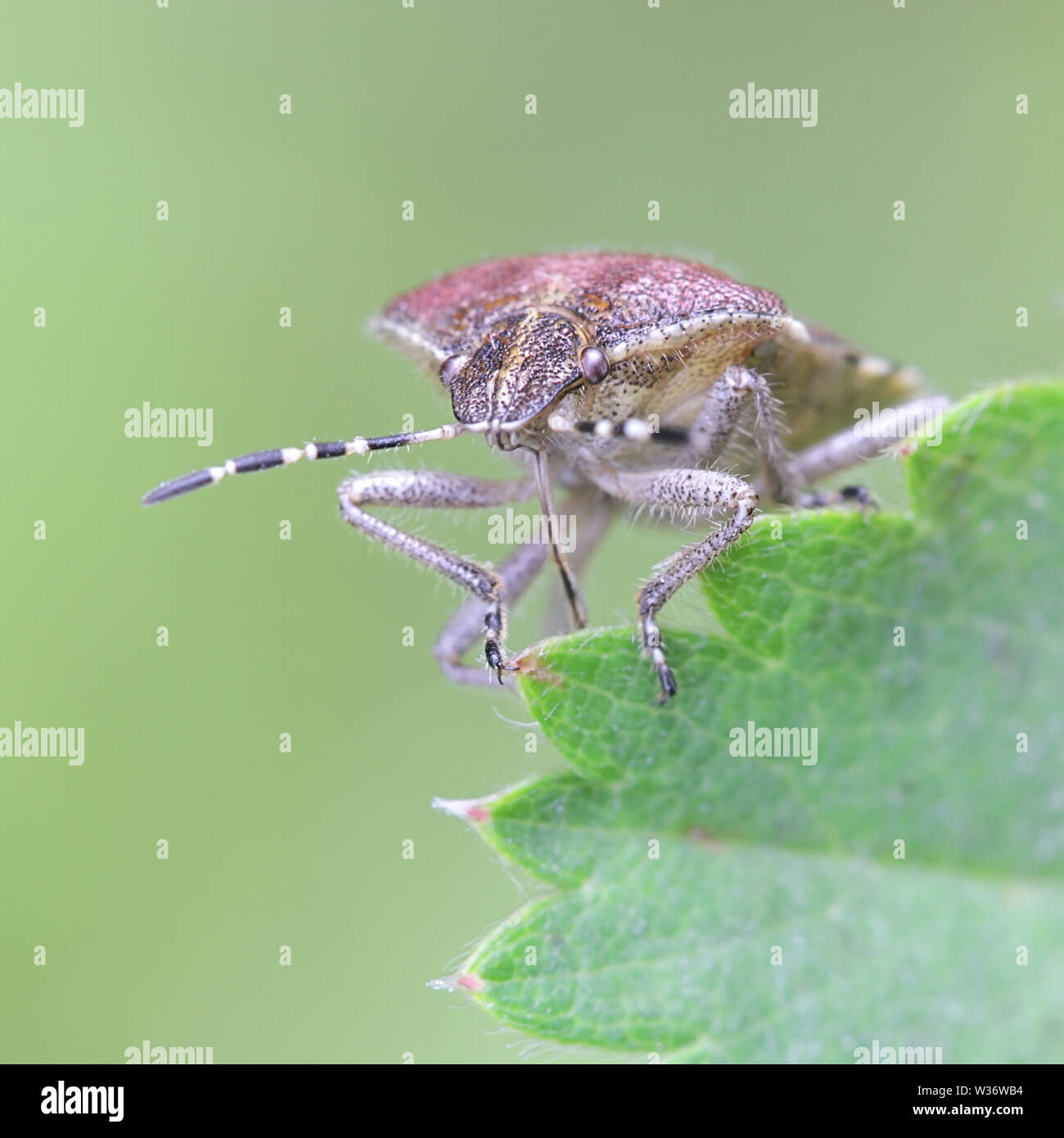 Pentatomidae hi-res stock photography and images - Alamy