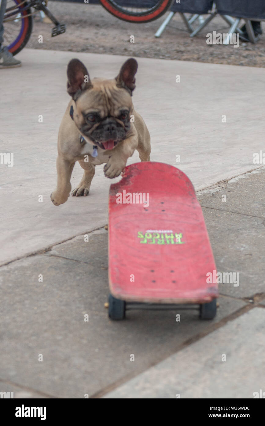 Tony Hawk is widely regarded as the best skateboarder on the planet ...