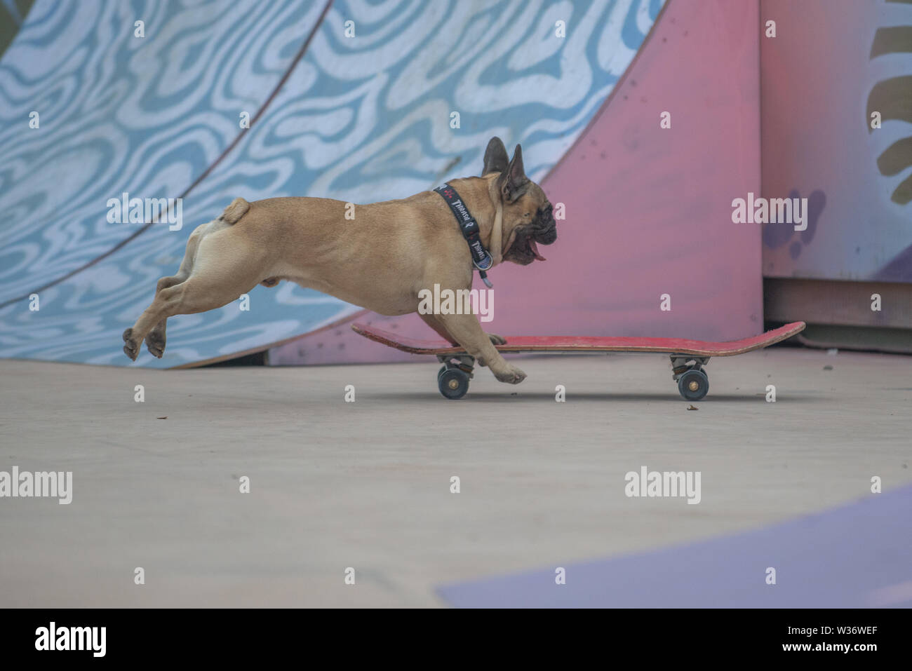 Tony Hawk is widely regarded as the best skateboarder on the planet ...