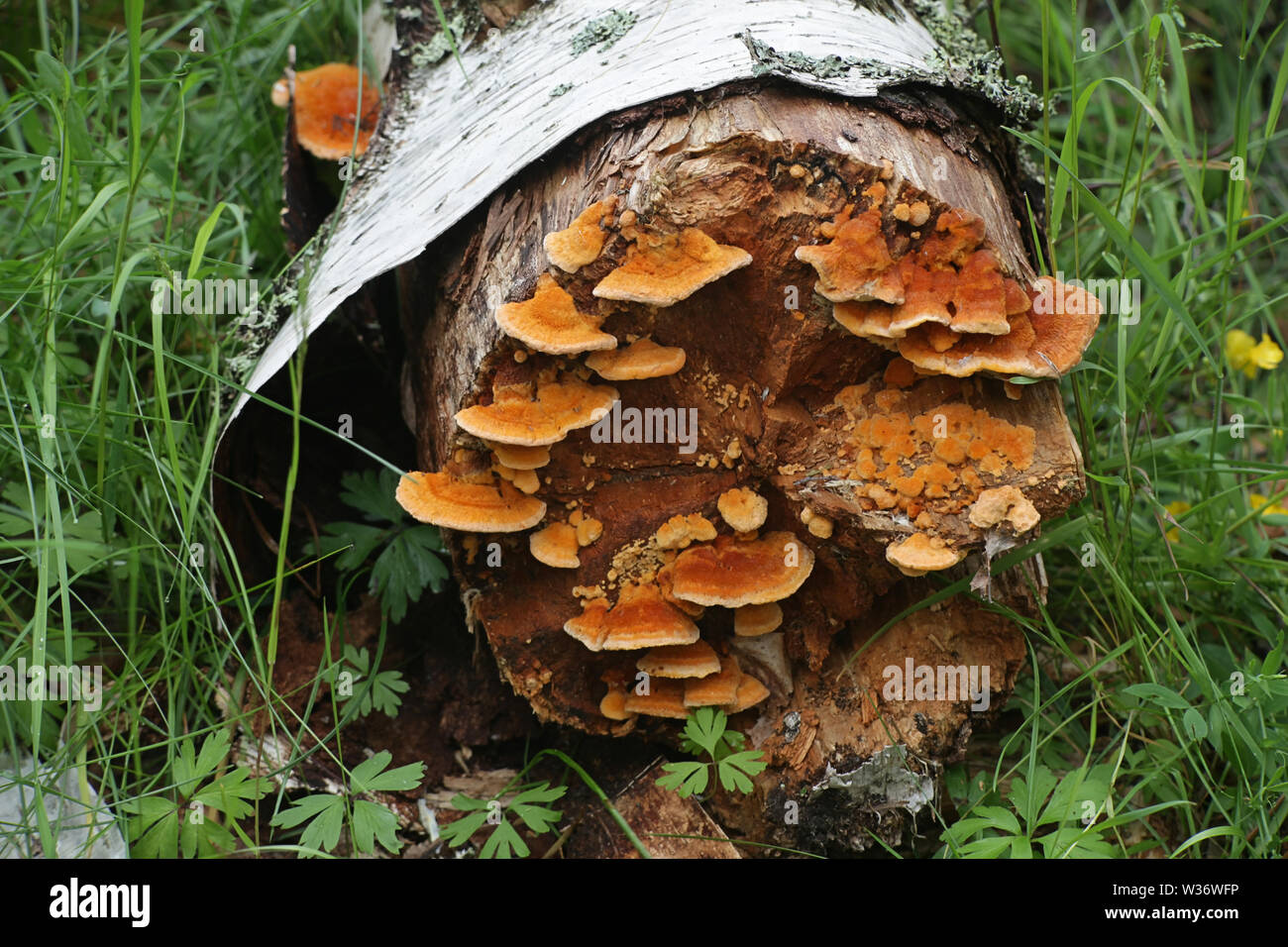 Pycnoporellus fulgens, an orange bracket fungus growing on birch in ...