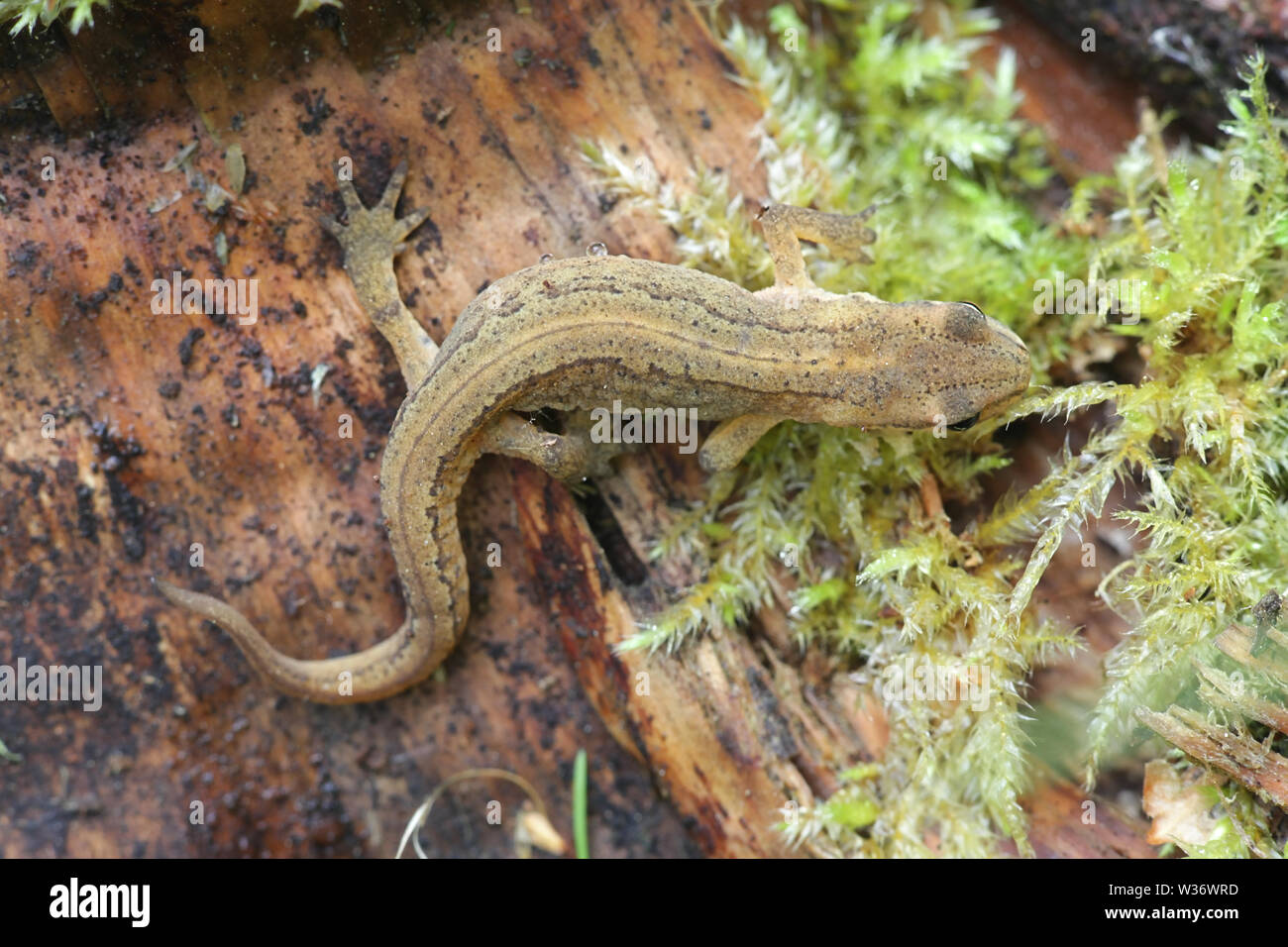 Smooth newt triturus vulgaris hi-res stock photography and images - Alamy
