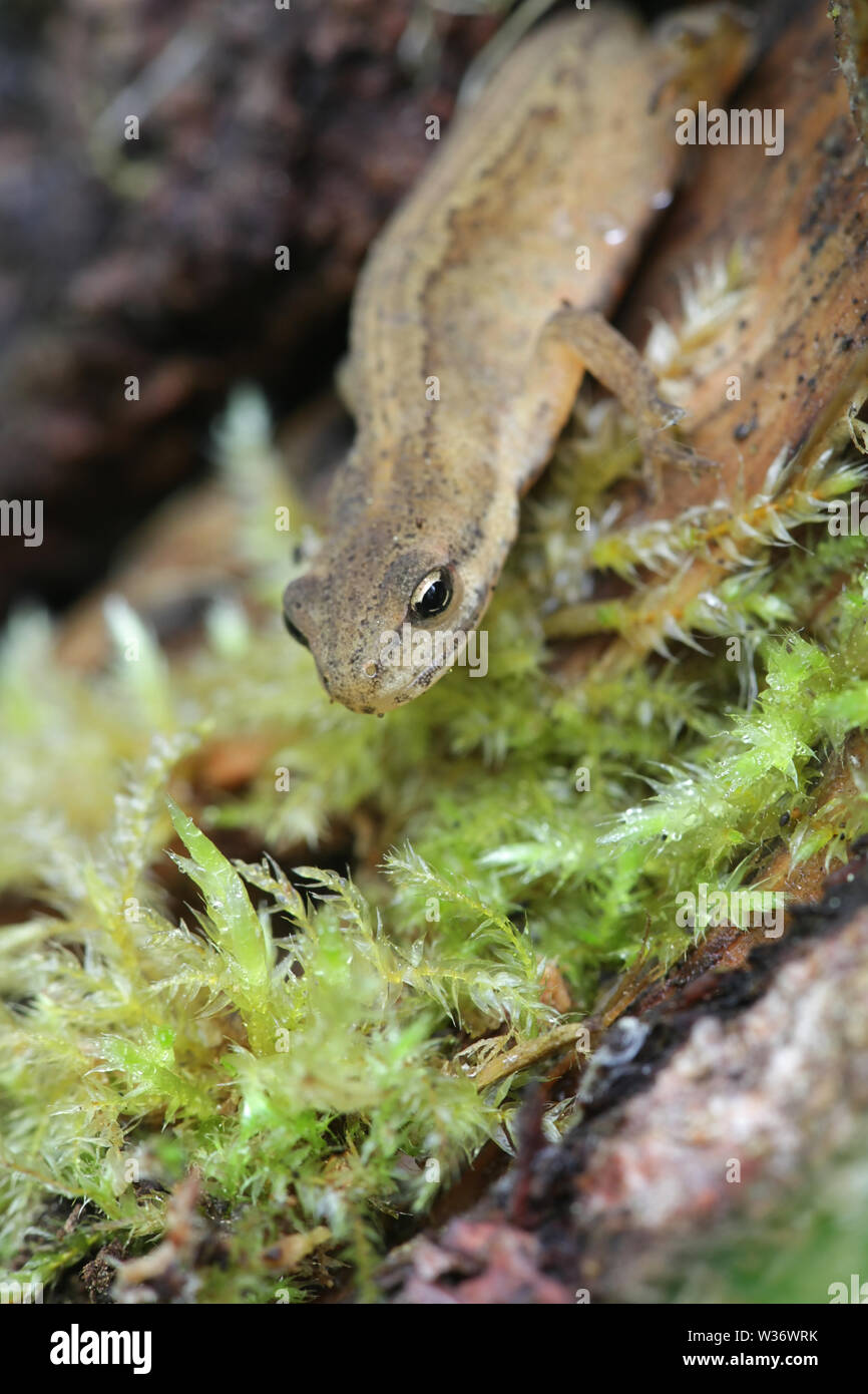 Lissotriton vulgaris, known as the smooth newt or the common newt Stock ...
