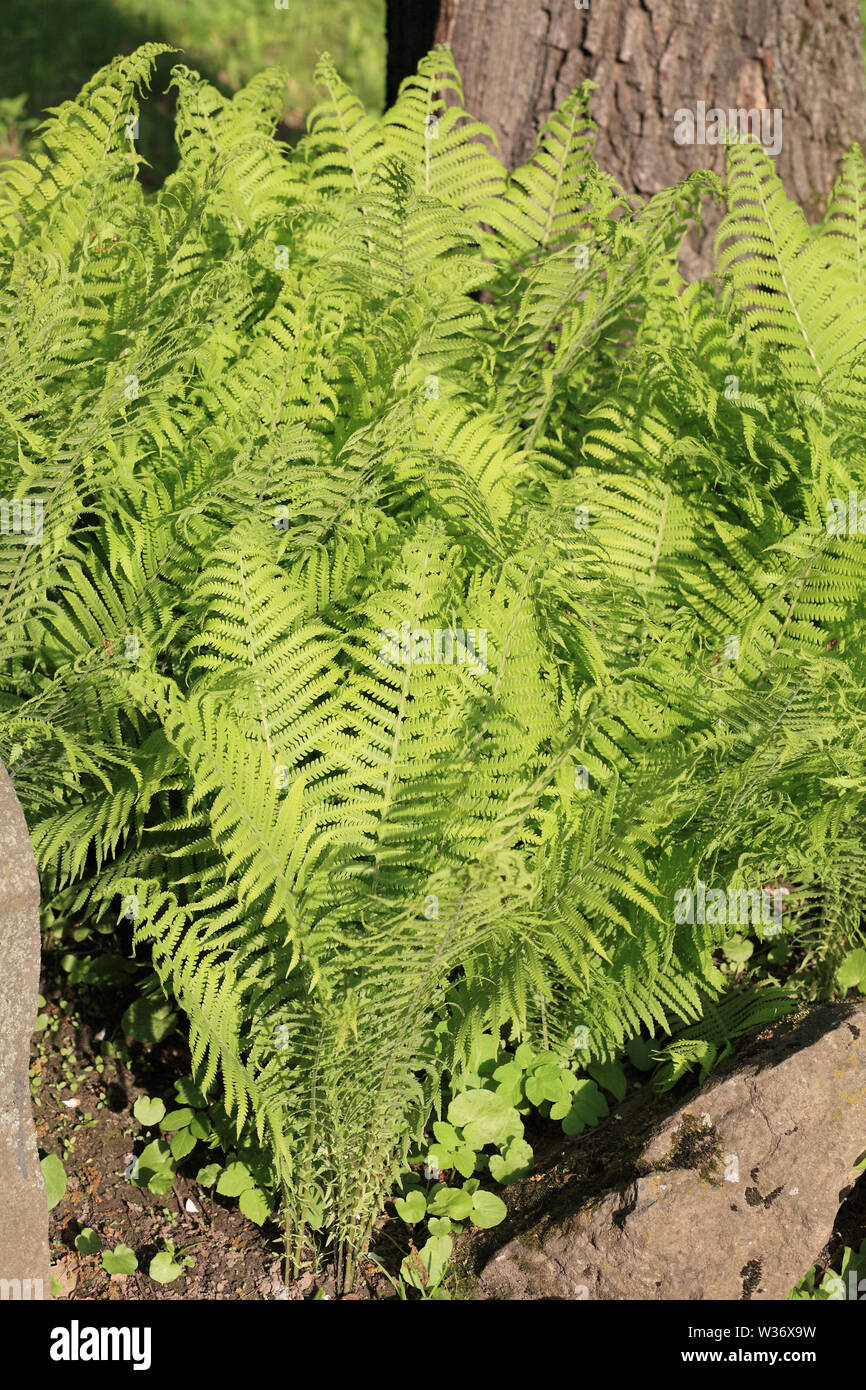 green fern at day Stock Photo - Alamy