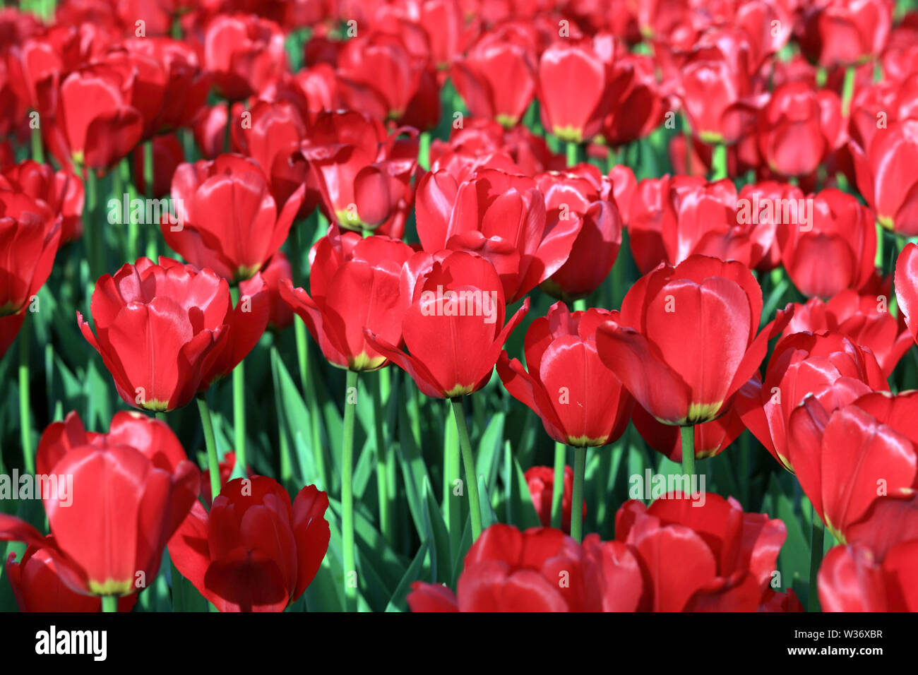Red Tulip at Spring Stock Photo - Alamy