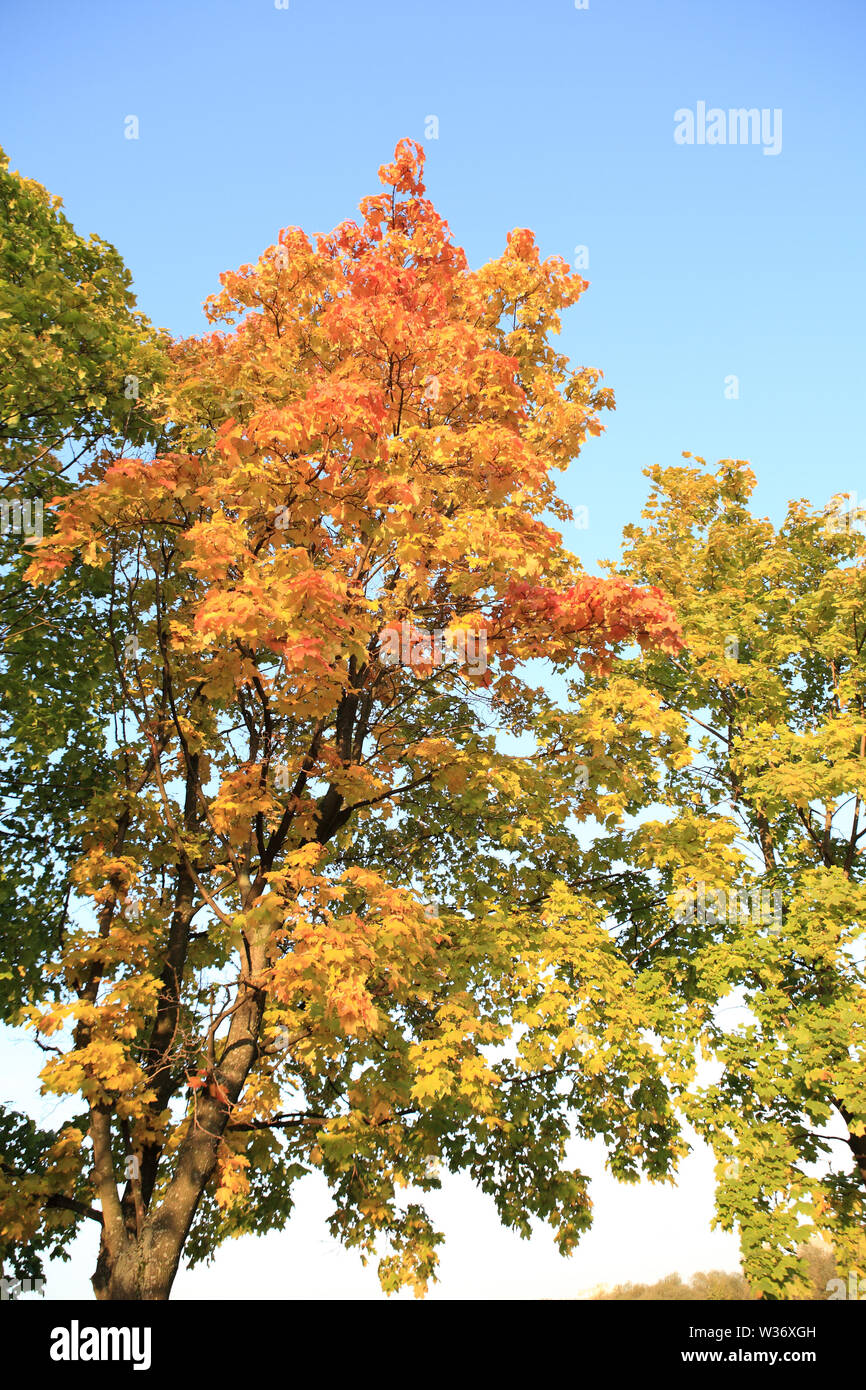 yellow maple leafs on tree Stock Photo - Alamy