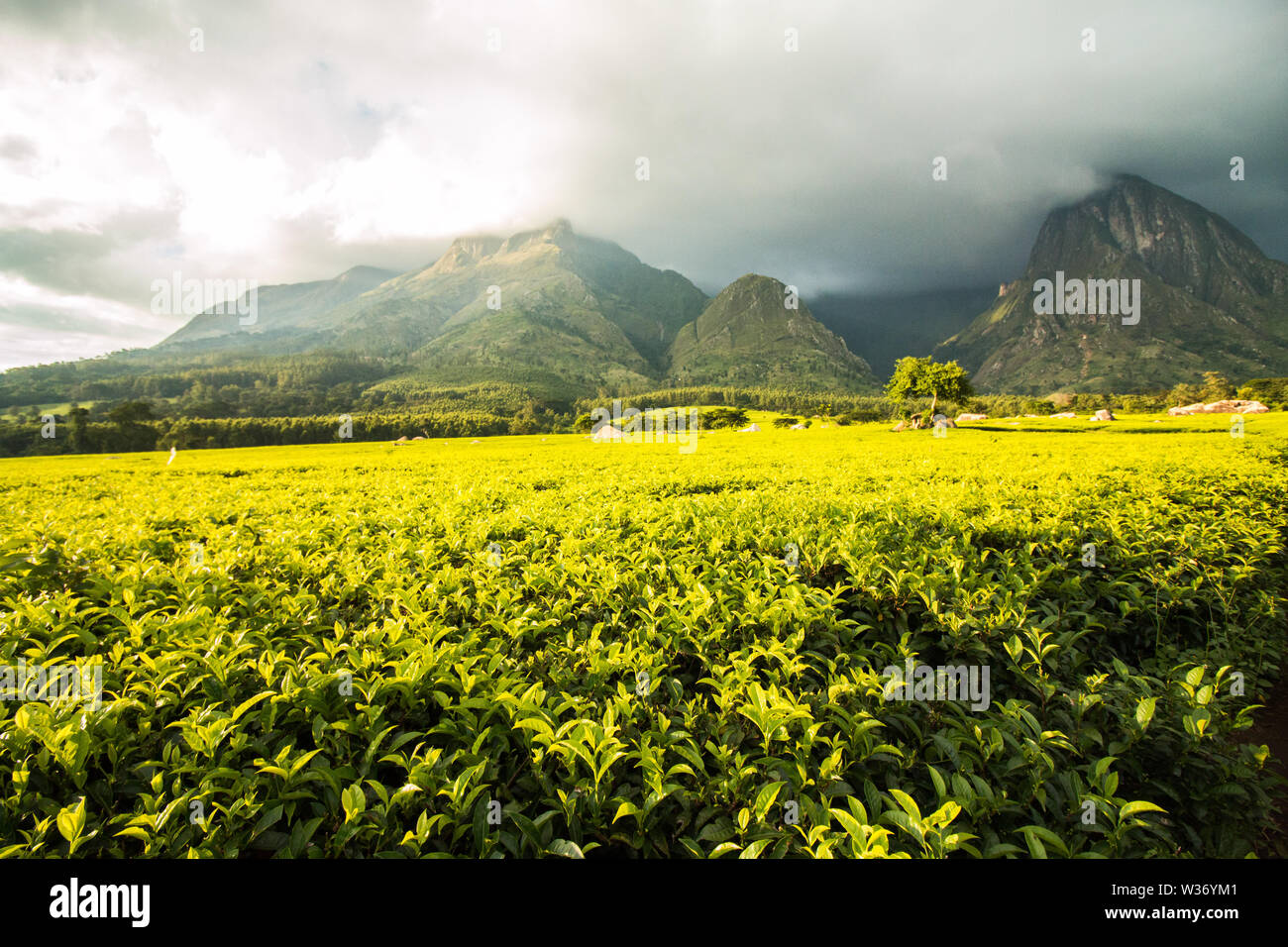 Tea plantations at the foot of Mount Mulanje Stock Photo - Alamy