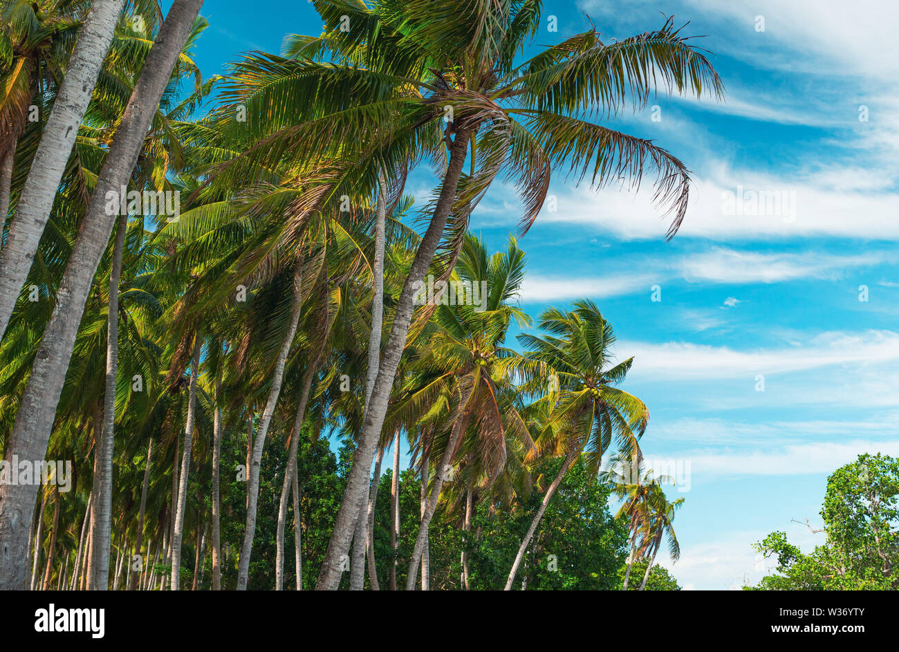 Bottom view of palm trees against a beautiful blue sky. Green palm tree ...