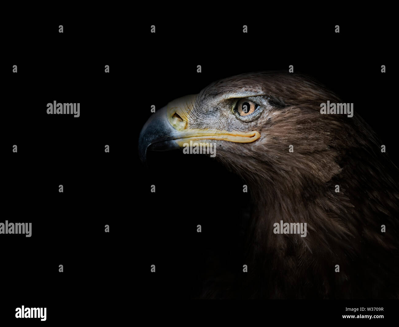 Beautiful bald eagle hawk hi-res stock photography and images - Alamy