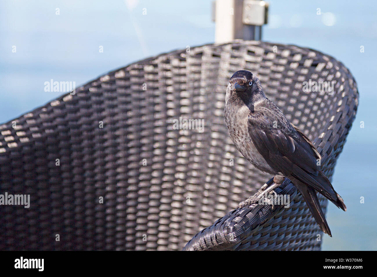 crow sitting on an outdoor furniture Stock Photo - Alamy