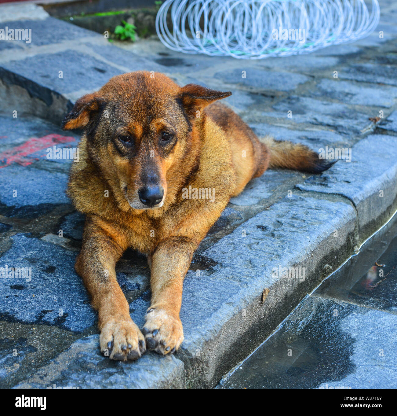 Very Sad Dog Pictures