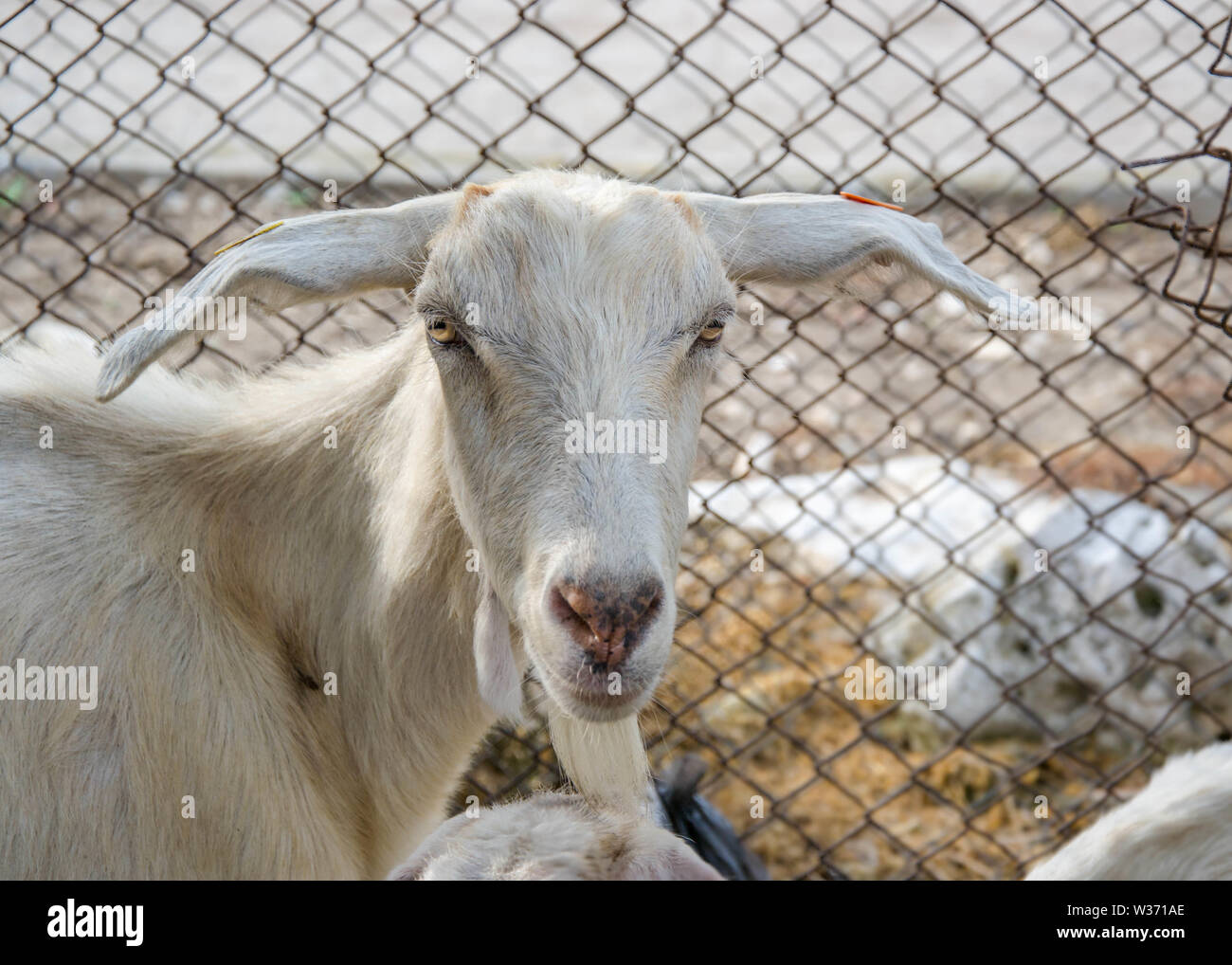 Goats in the farm, livestock family, animals in the barn, rural scene ...