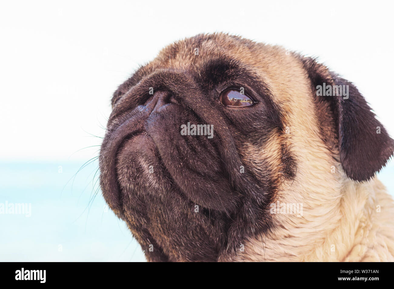 Sad pug dog sits on the beach and looks to the sea. Pug relaxing and ...