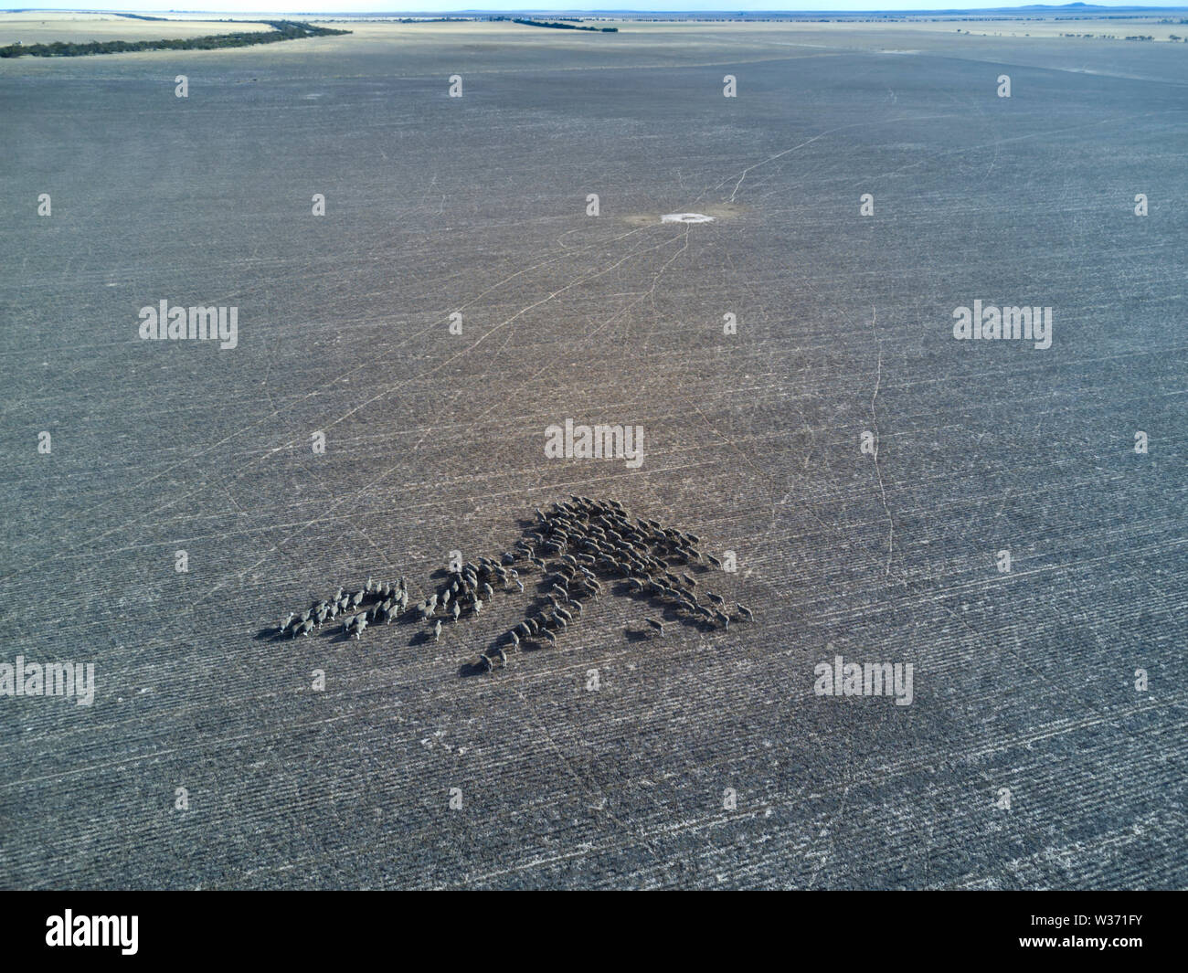 Aerial of sheep grazing in a very dry barren paddock during an extended ...
