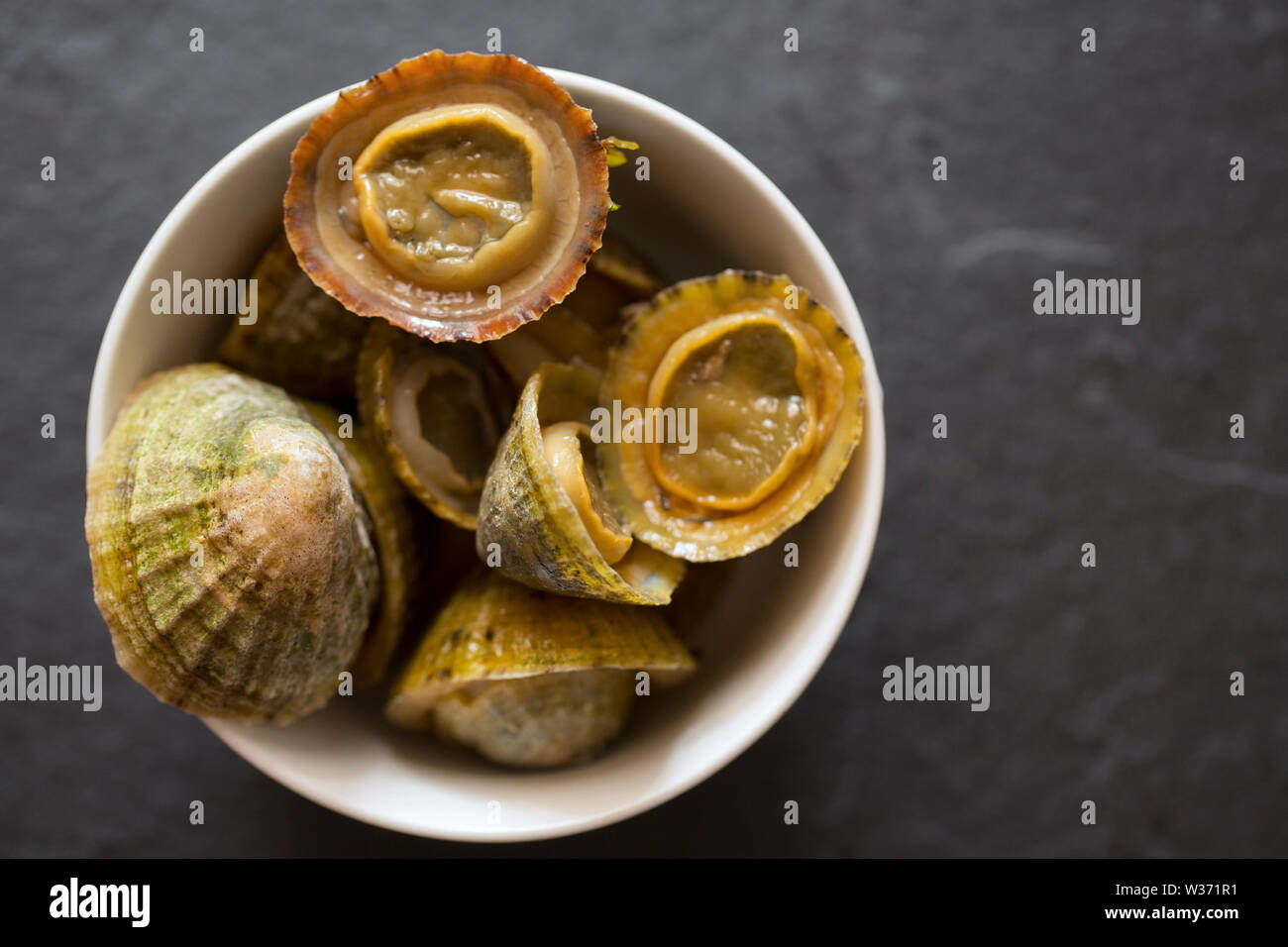 Commom limpets, Patella vulgata, that have been gathered while seashore ...