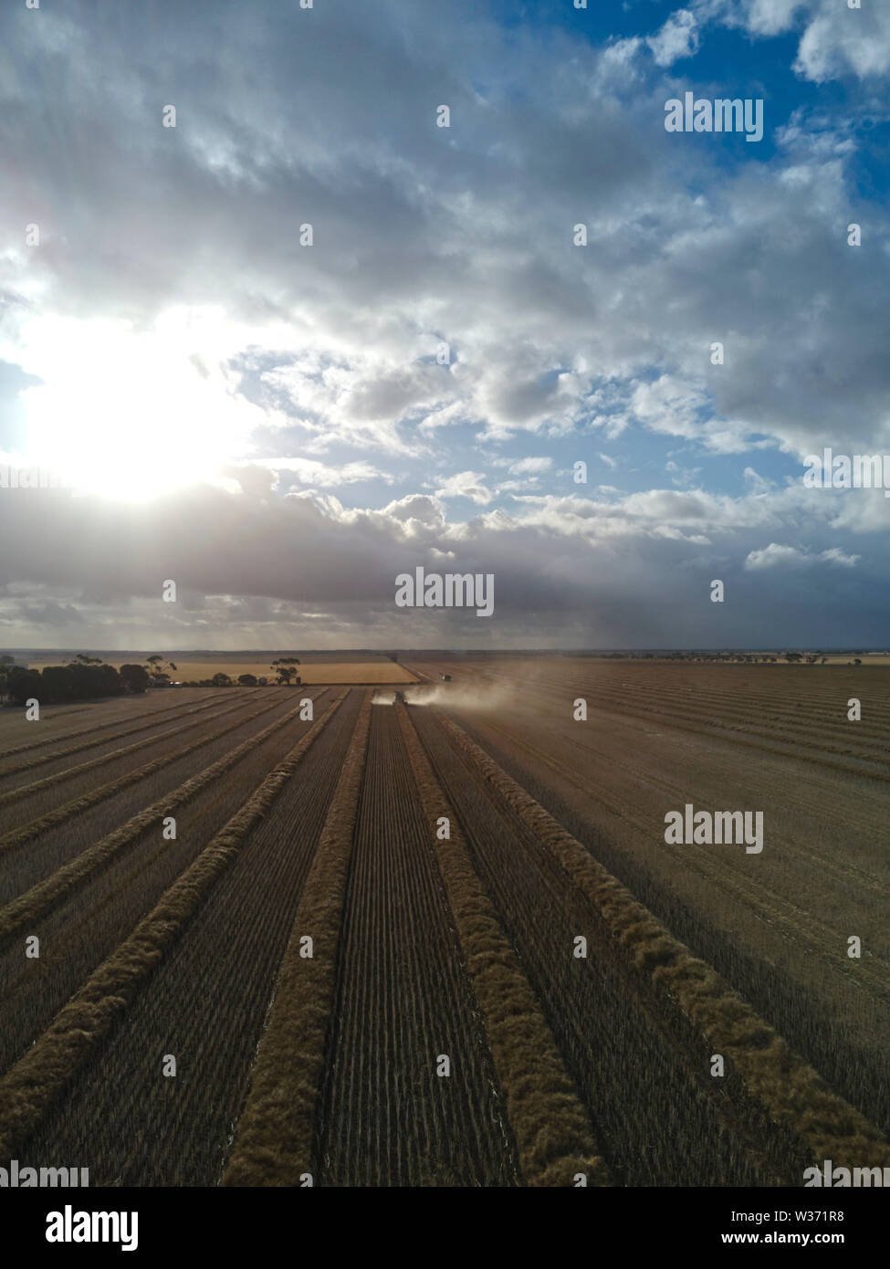 Aerial view of canola harvesting near sunset with a combine harvester ...
