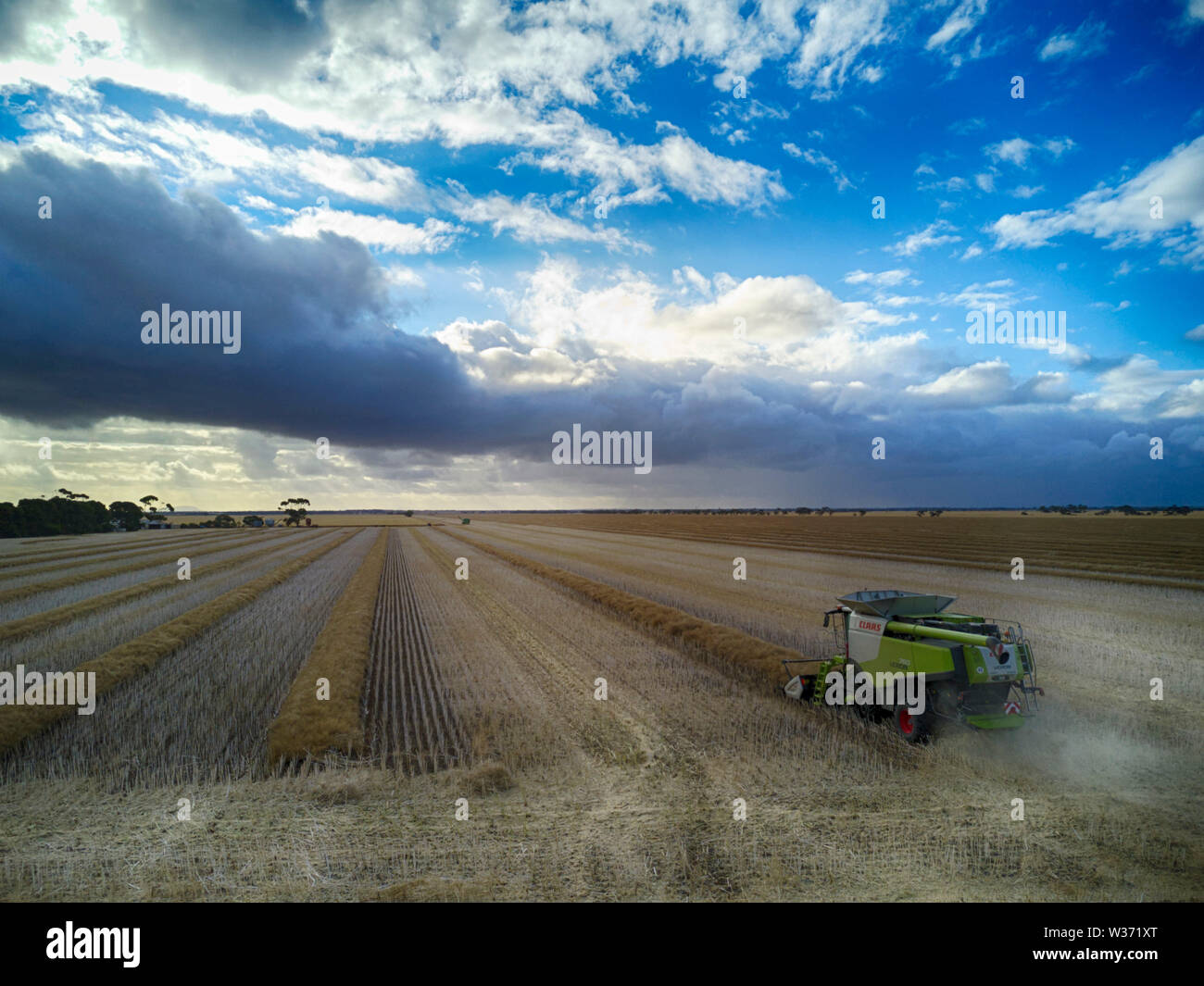 Aerial view of canola harvesting near sunset with a combine harvester ...