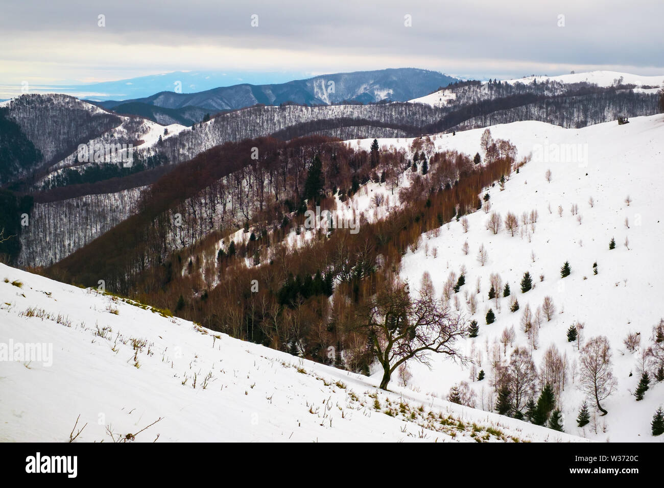 winter landscape with pine tree and birch, top view, Paltinis area ...