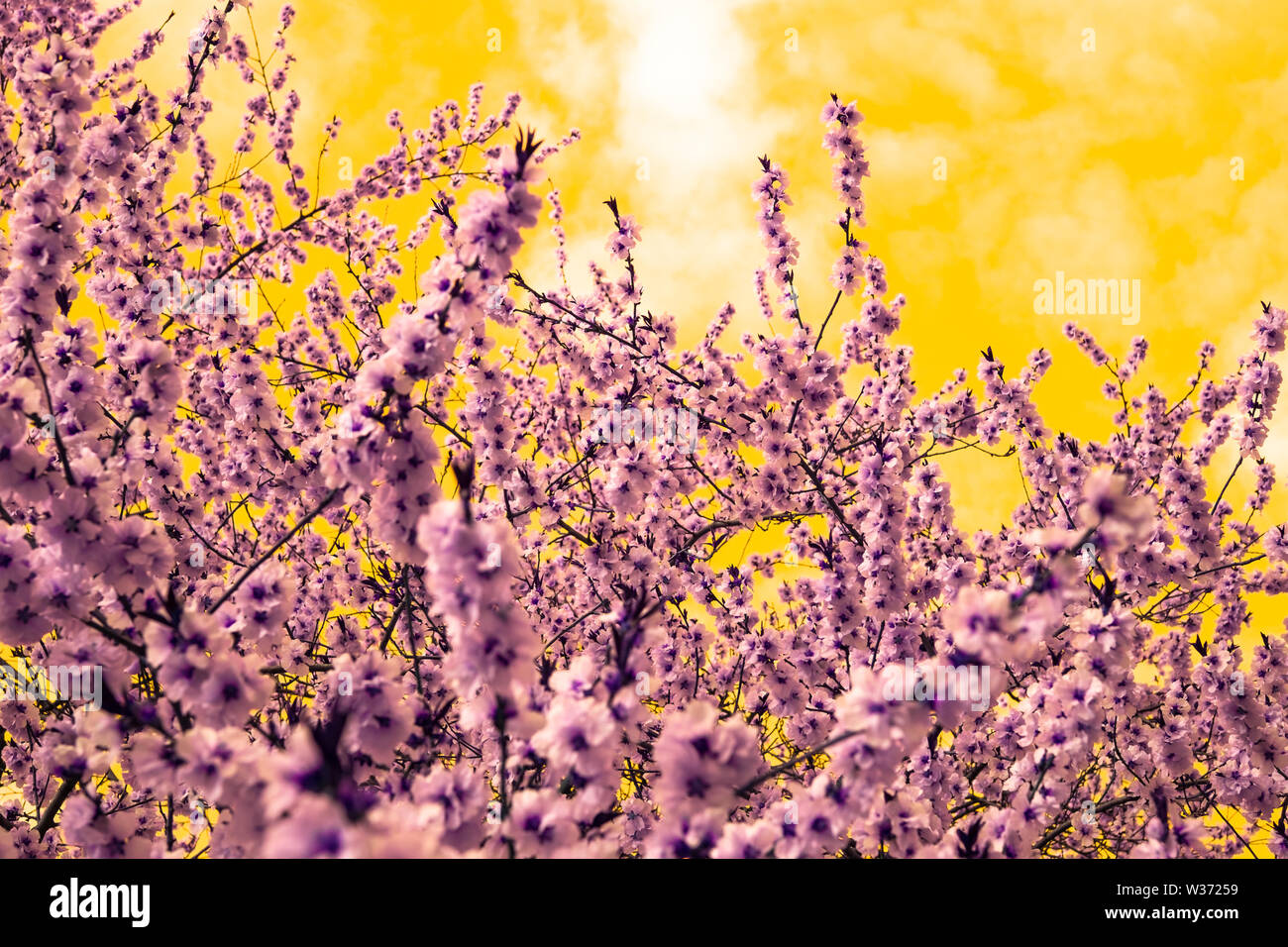 Purple Sakura Flowers High Resolution Stock Photography and Images - Alamy