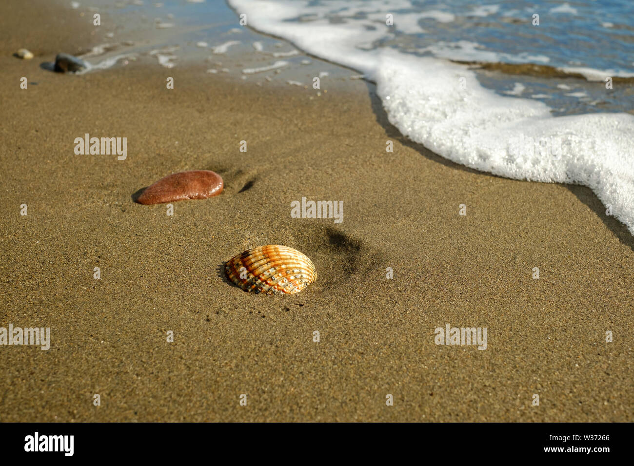 seashell on the sandy beach Stock Photo - Alamy