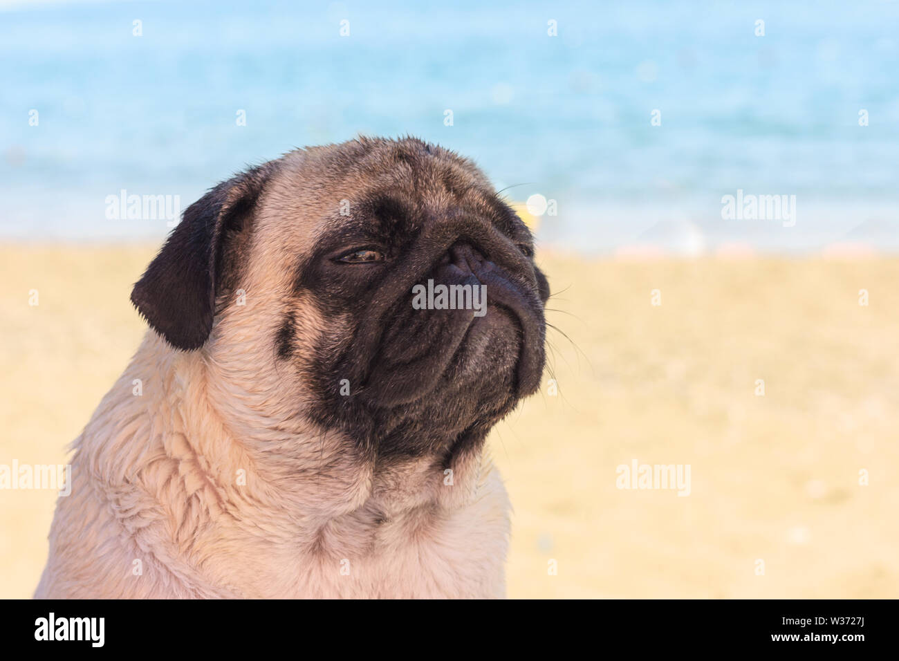 Beautiful sad pug sits hi-res stock photography and images - Alamy