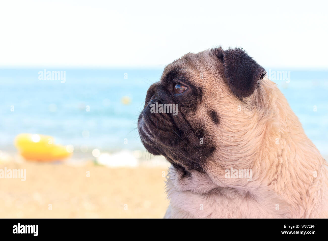 Sad pug dog sits on the beach and looks to the sea. Pug relaxing and ...