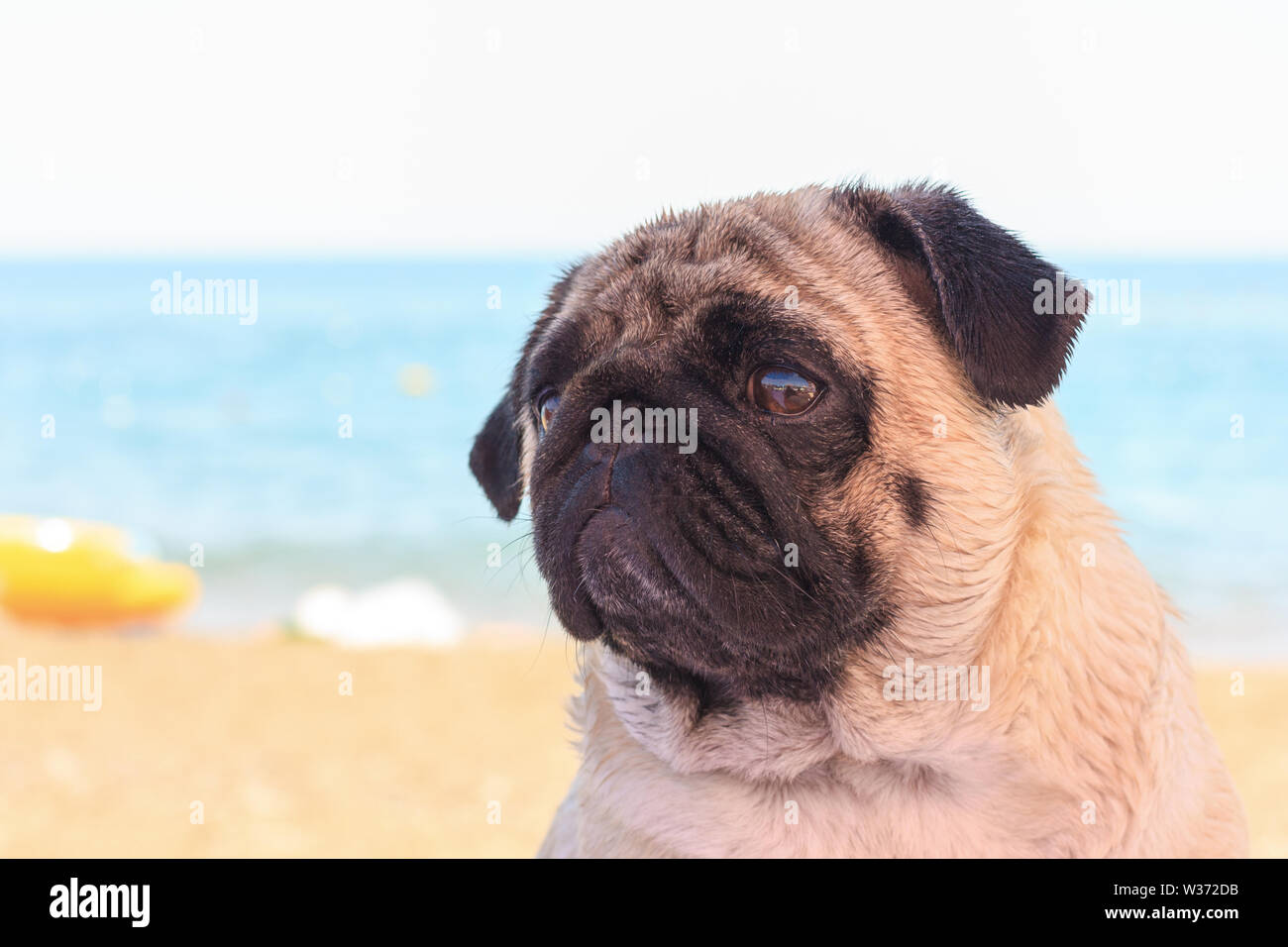 Sad pug dog sits on the beach and looks to the sea. Pug relaxing and ...