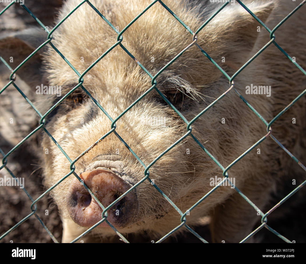 Pig Cage High Resolution Stock Photography and Images - Alamy