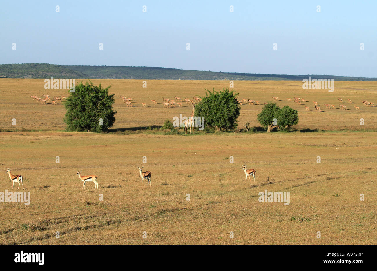 African grassland landscape with elephants Loxodonta africana mid ...