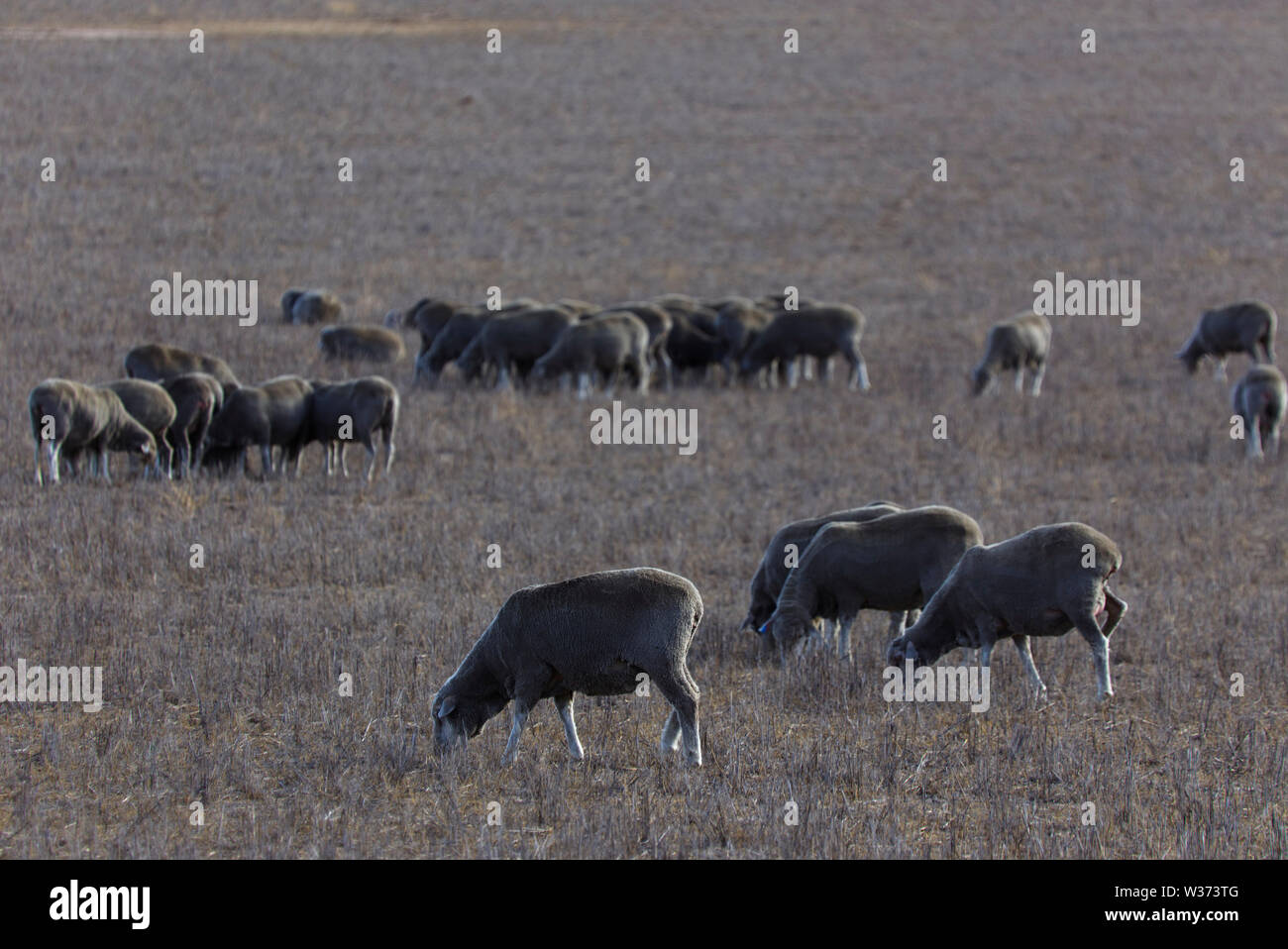 Sheep grazing on organic open pasture fields South Australia Stock ...