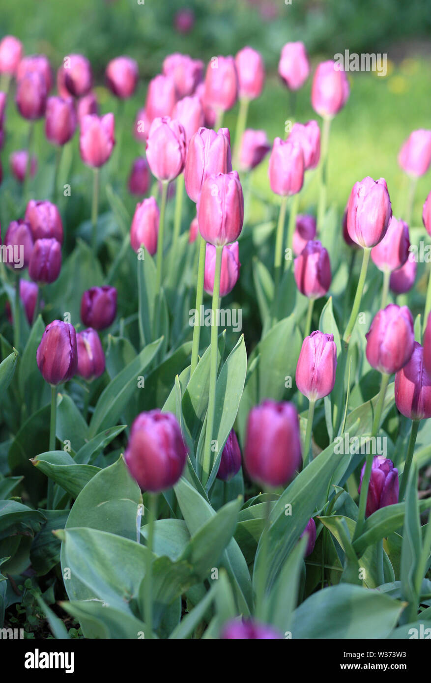 Red Tulip at Spring Stock Photo - Alamy