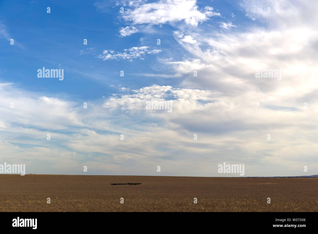 Sheep grazing on organic open pasture fields South Australia Stock ...