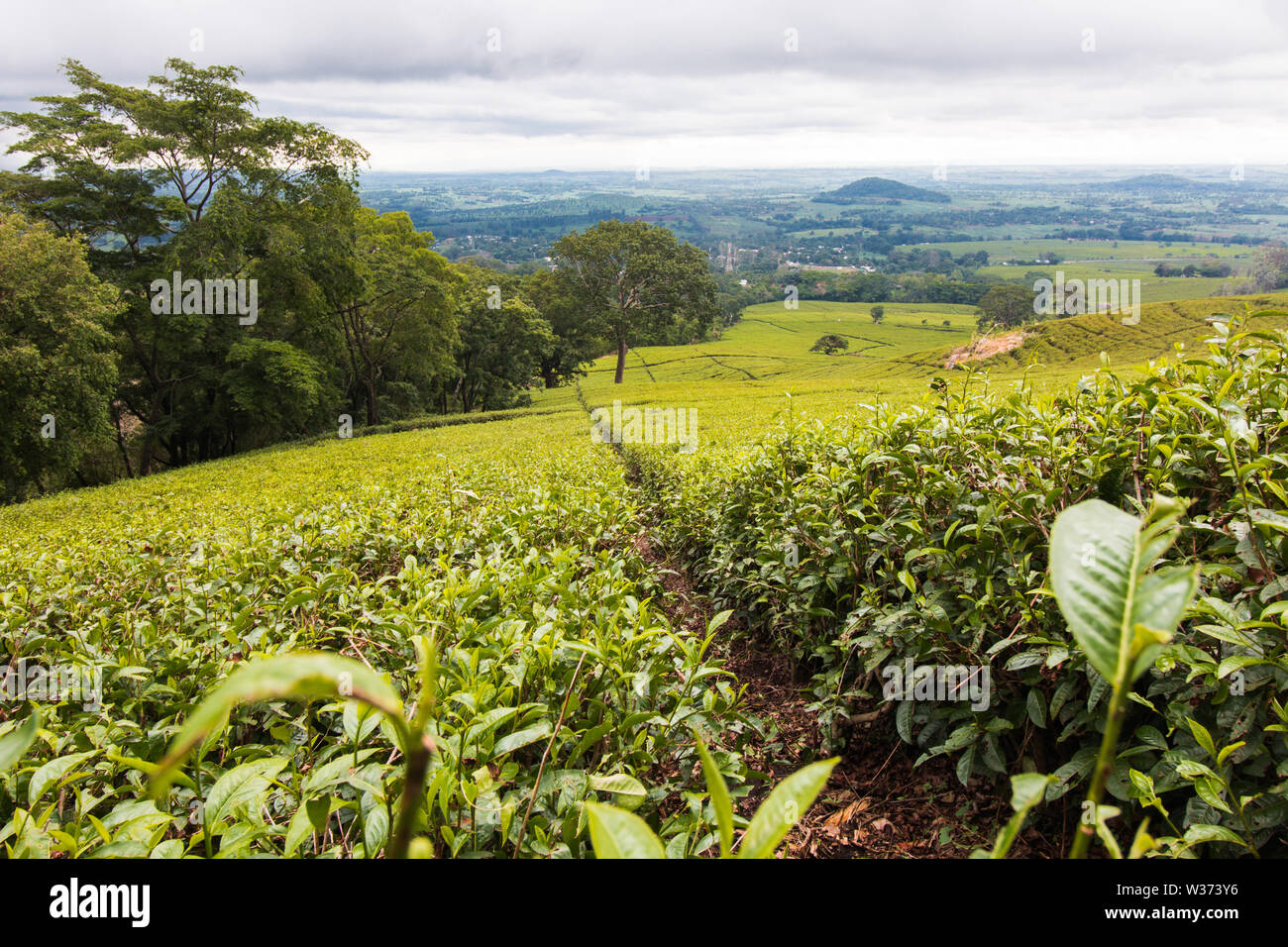 African Tea Plantations Stock Photos & African Tea Plantations Stock ...