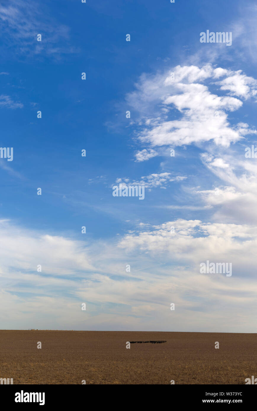 Sheep grazing on organic open pasture fields South Australia Stock ...