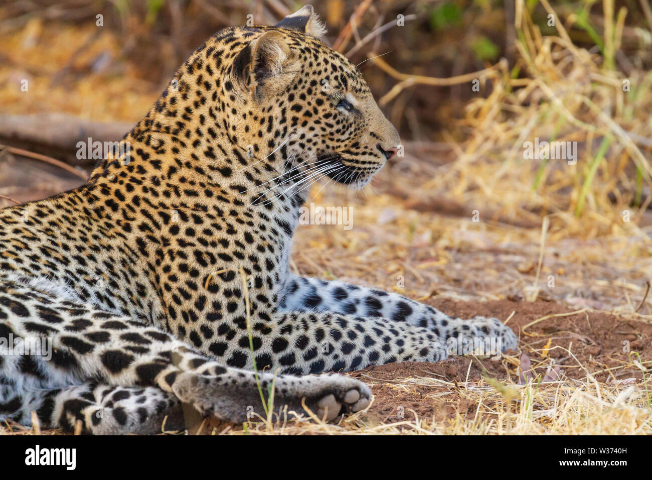 African Leopard Profile
