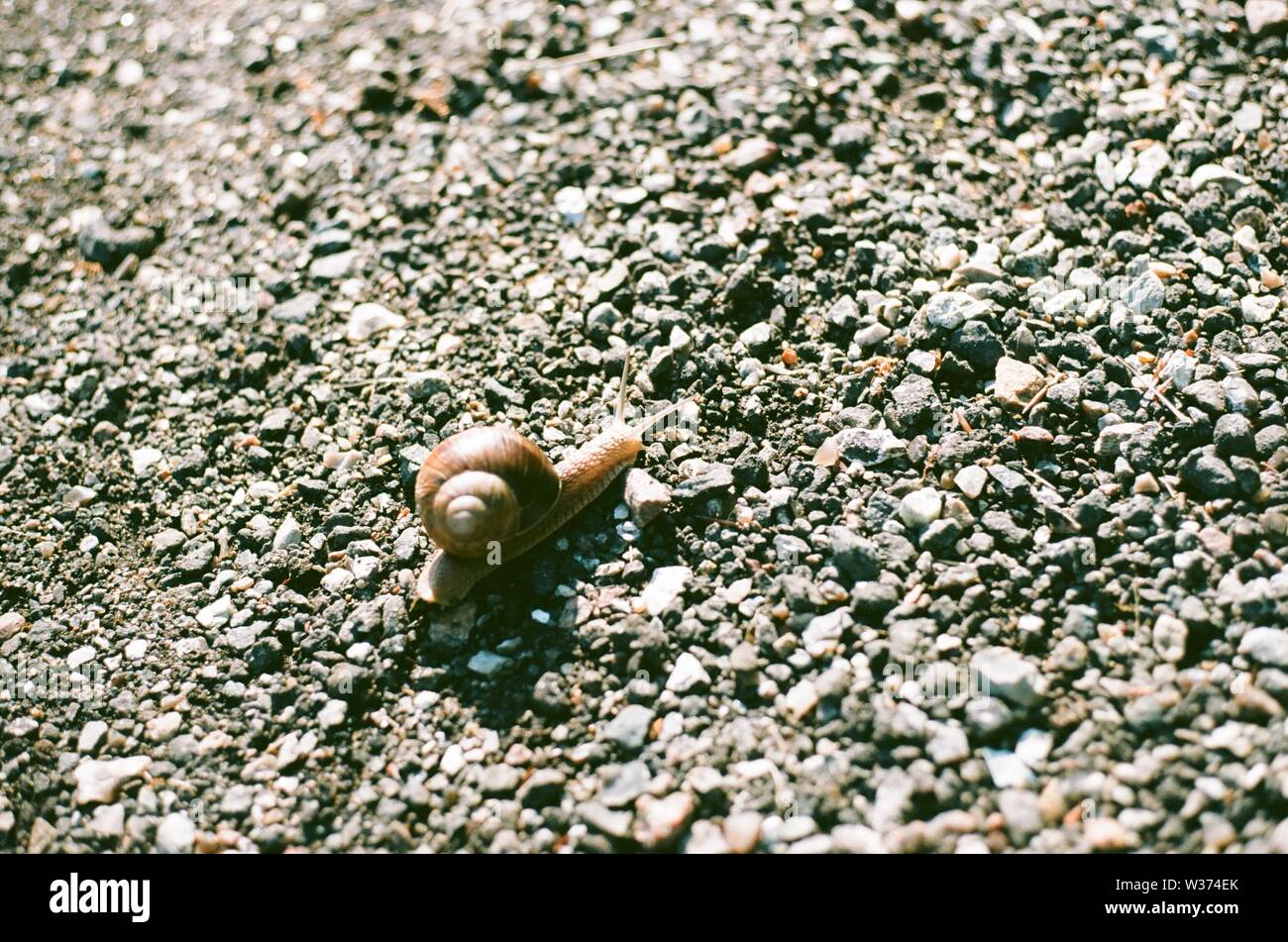 Snail crawling along a gravel path Stock Photo - Alamy