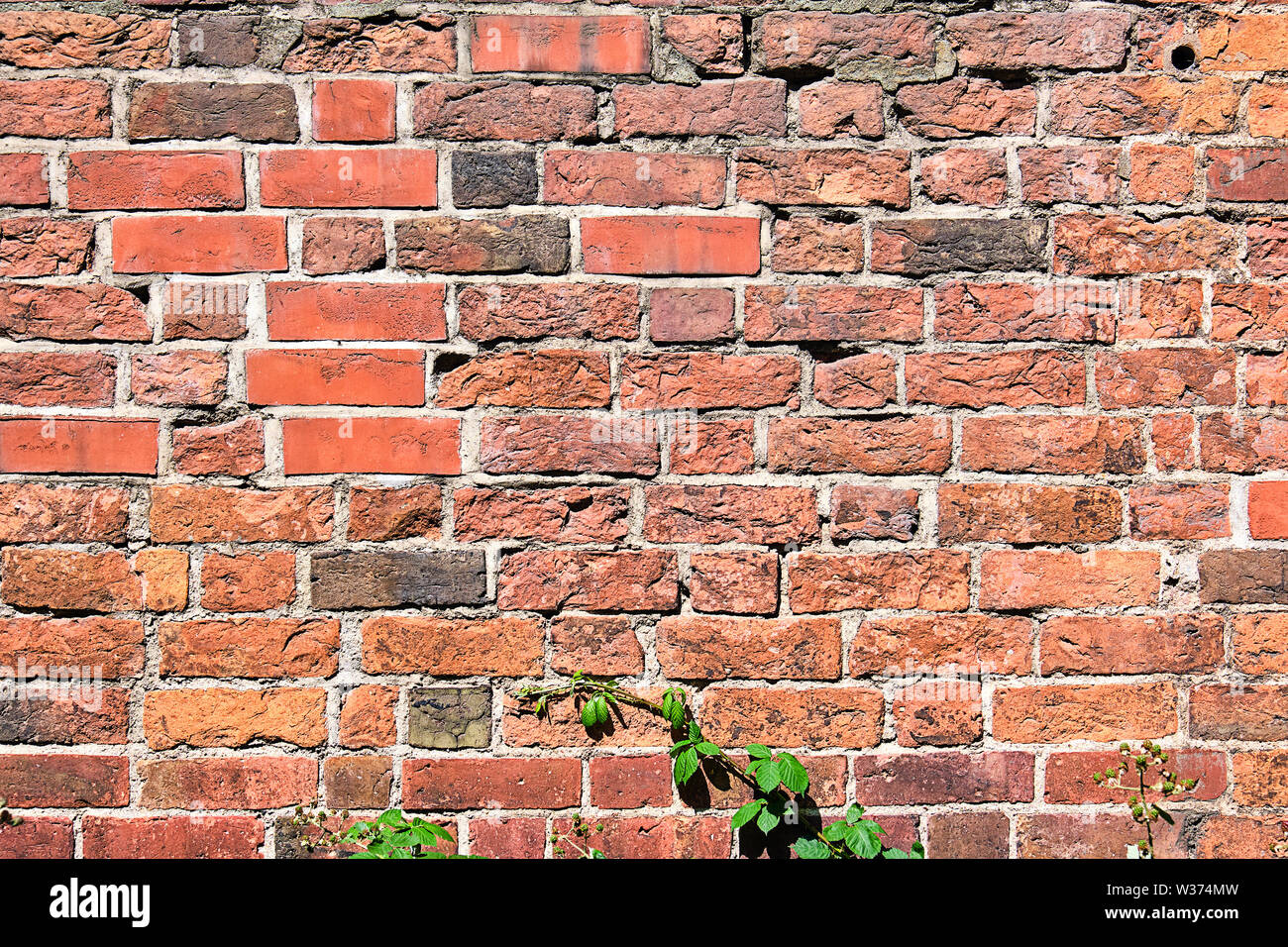 Brick wall with leaves hi-res stock photography and images - Alamy