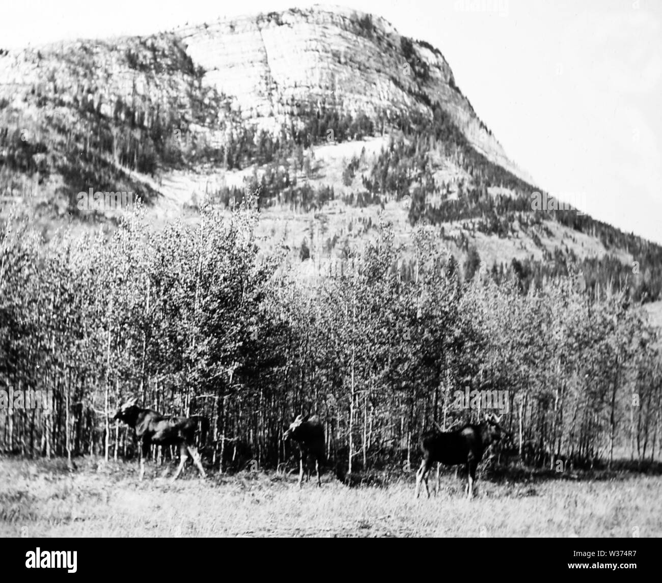 Canada banff moose Black and White Stock Photos & Images - Alamy