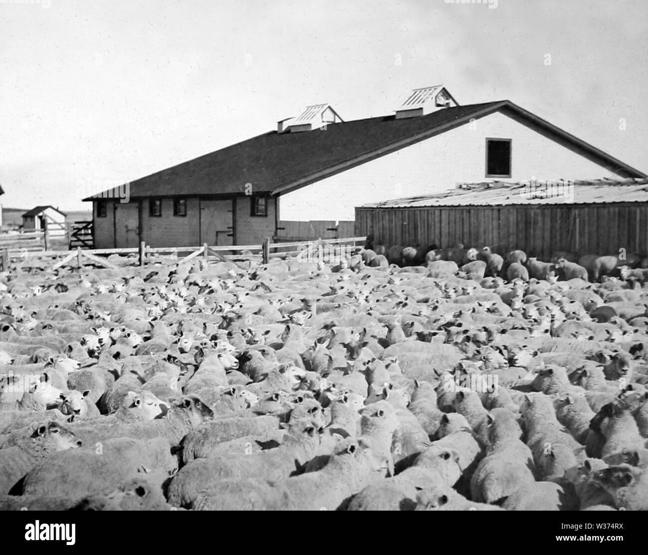 Sheep Ranch, Gull Lake, Alberta, Canada Stock Photo - Alamy