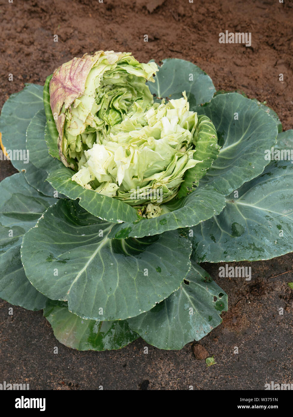 Headed cabbage with a split head caused by abundance of rain after a ...