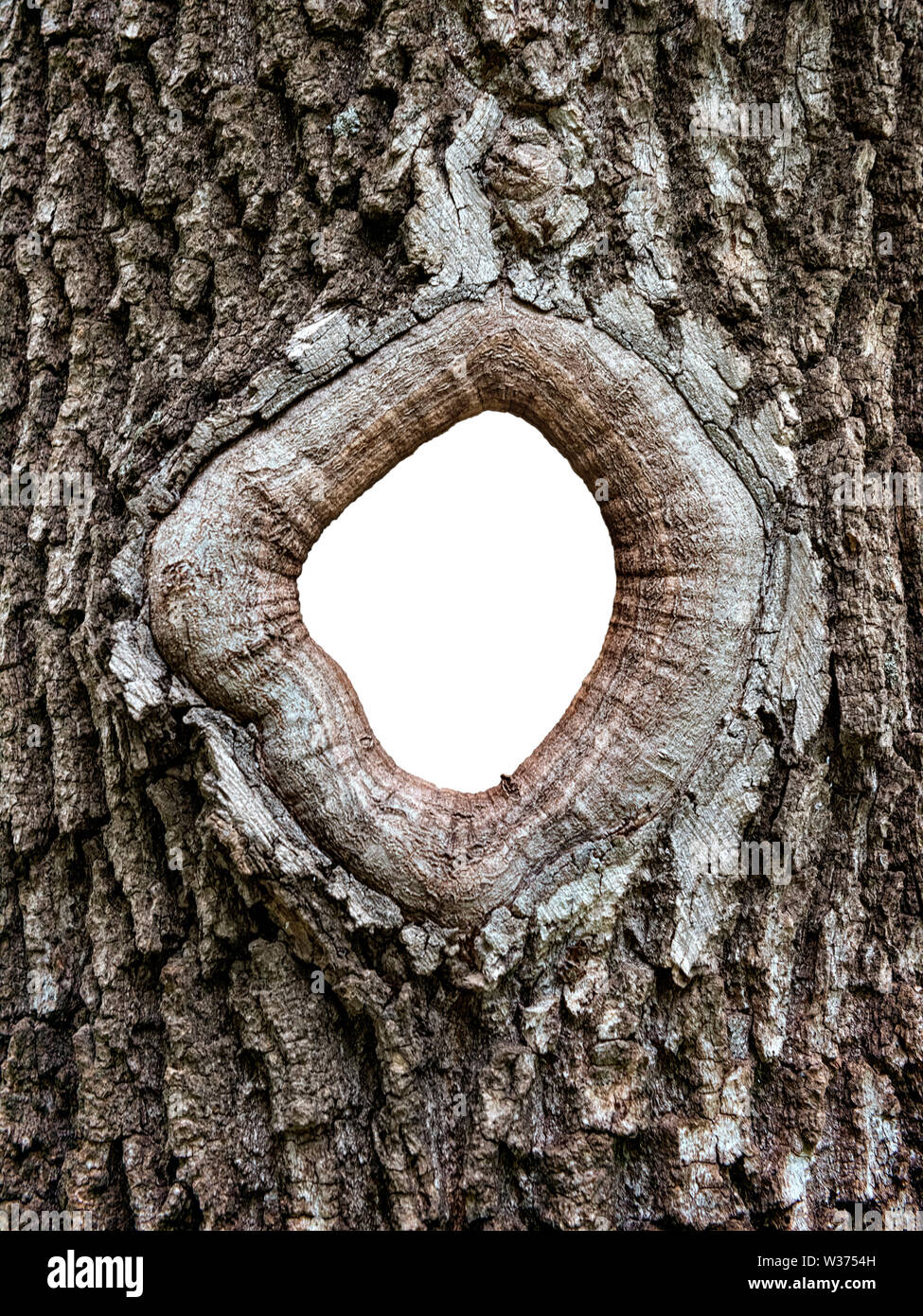Hole in the bark of a tree isolated close up Stock Photo - Alamy