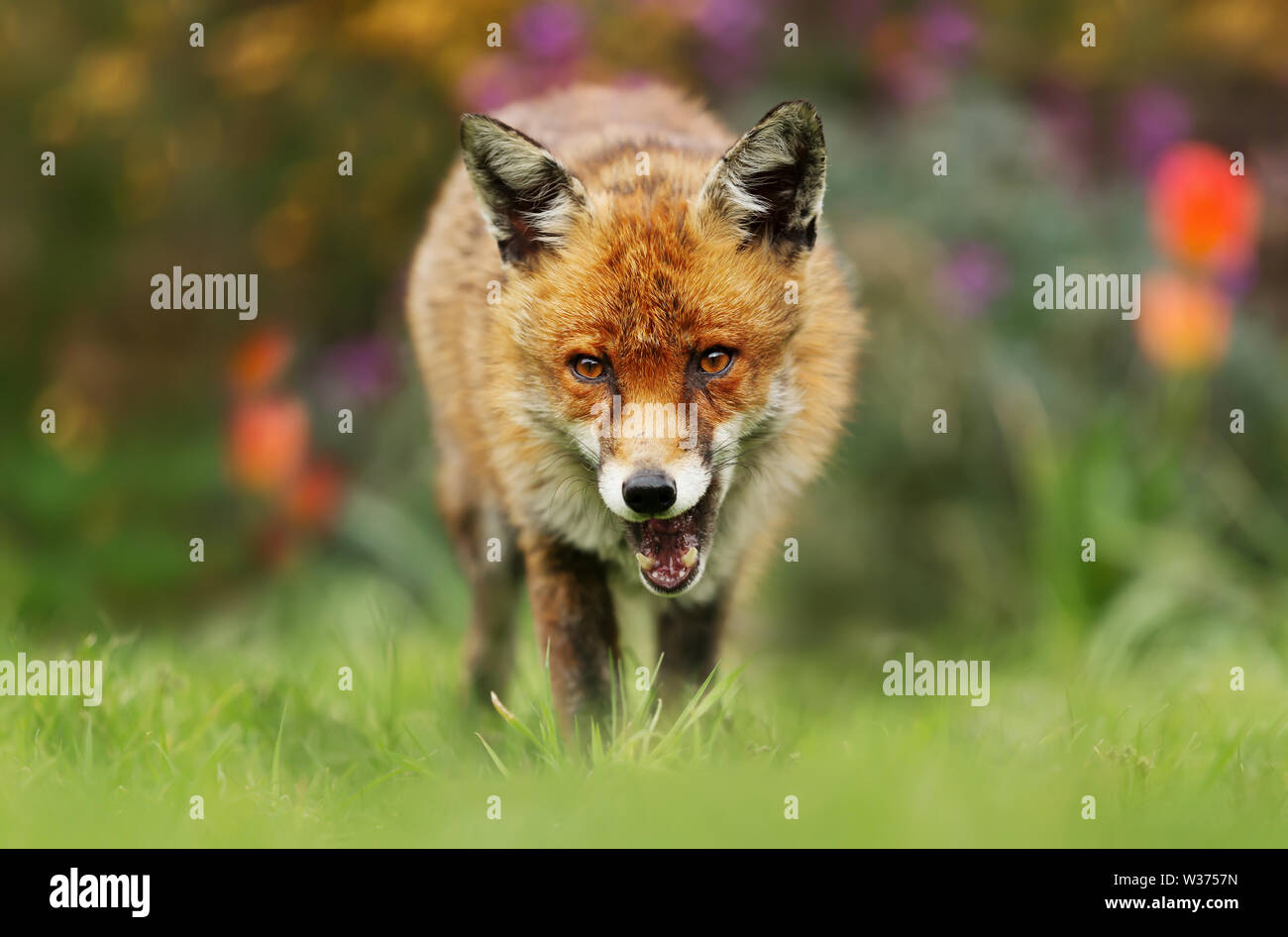 Red fox in summer hi-res stock photography and images - Alamy