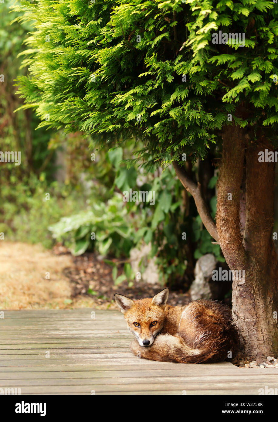 Red fox lying hi-res stock photography and images - Alamy