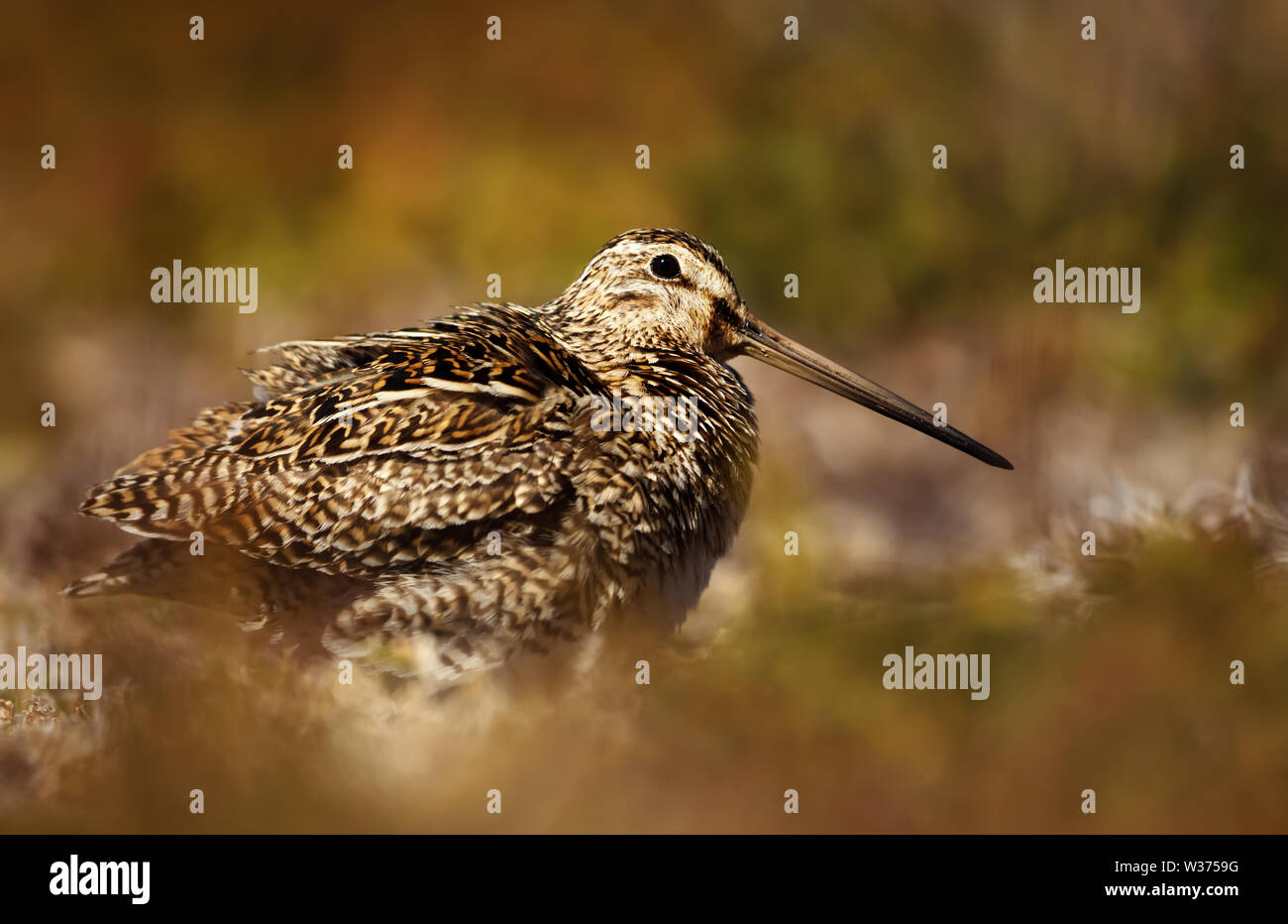 American snipe hi-res stock photography and images - Alamy