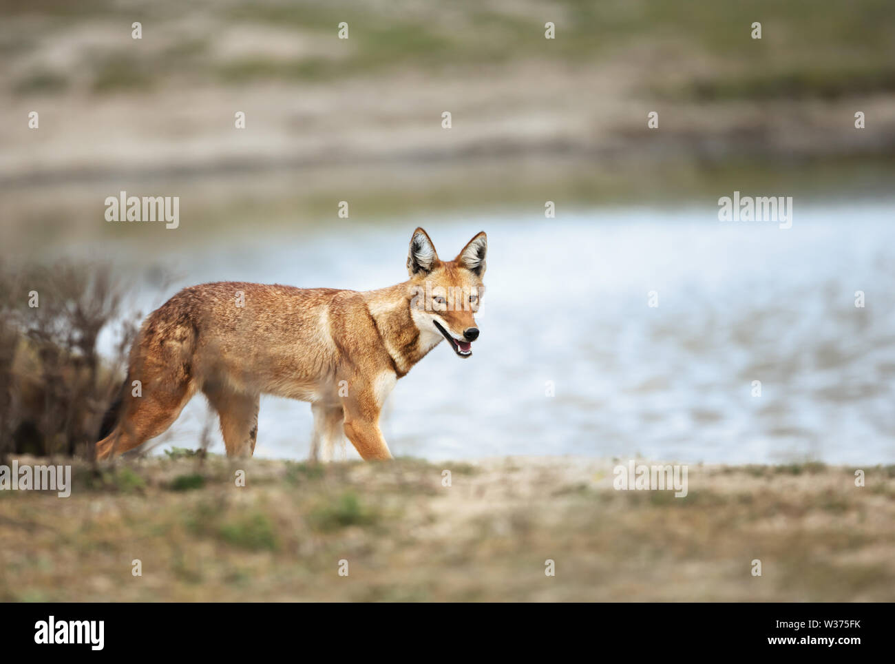 Close up of a rare and endangered Ethiopian wolf (Canis simensis ...