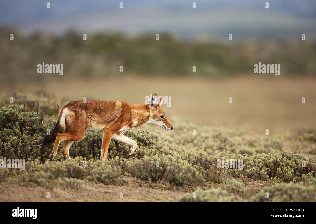 Close up of a rare and endangered Ethiopian wolf (Canis simensis ...