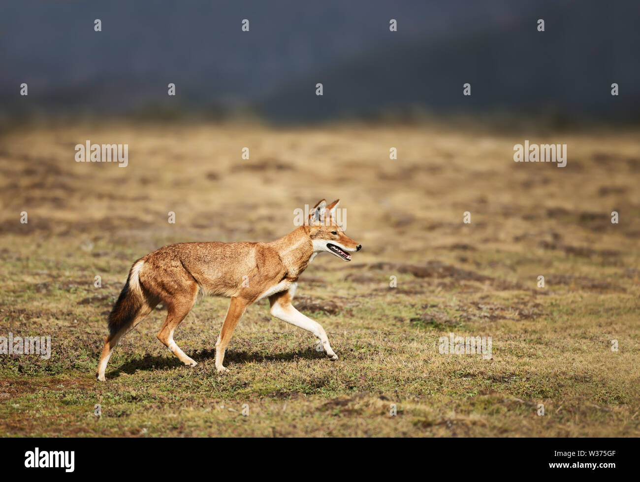Close up of a rare and endangered Ethiopian wolf (Canis simensis ...