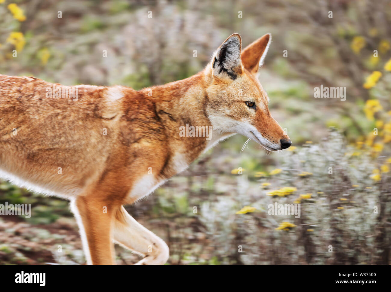 Portrait of a rare and endangered Ethiopian wolf (Canis simensis) in ...