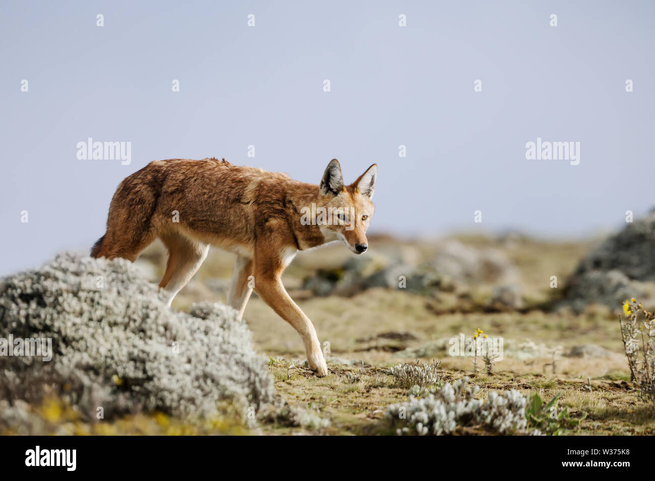 Close up of a rare and endangered Ethiopian wolf (Canis simensis ...