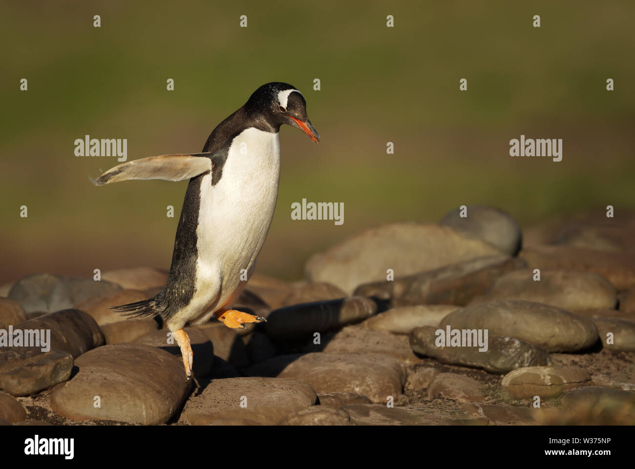 Penguins jumping hi-res stock photography and images - Alamy