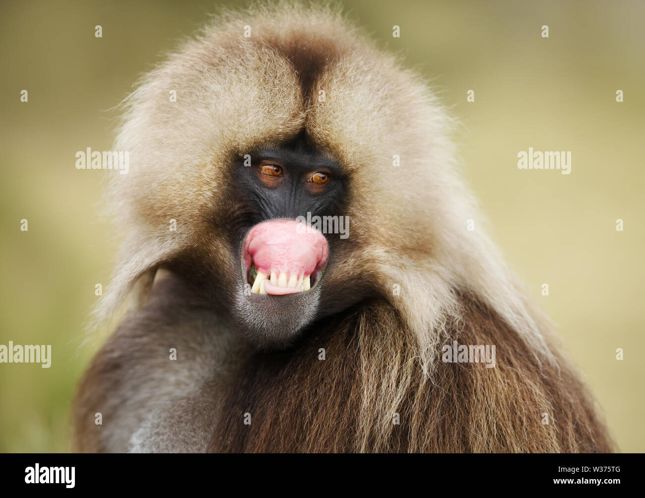 Close up of a smiling Gelada monkey (Theropithecus gelada) showing off ...